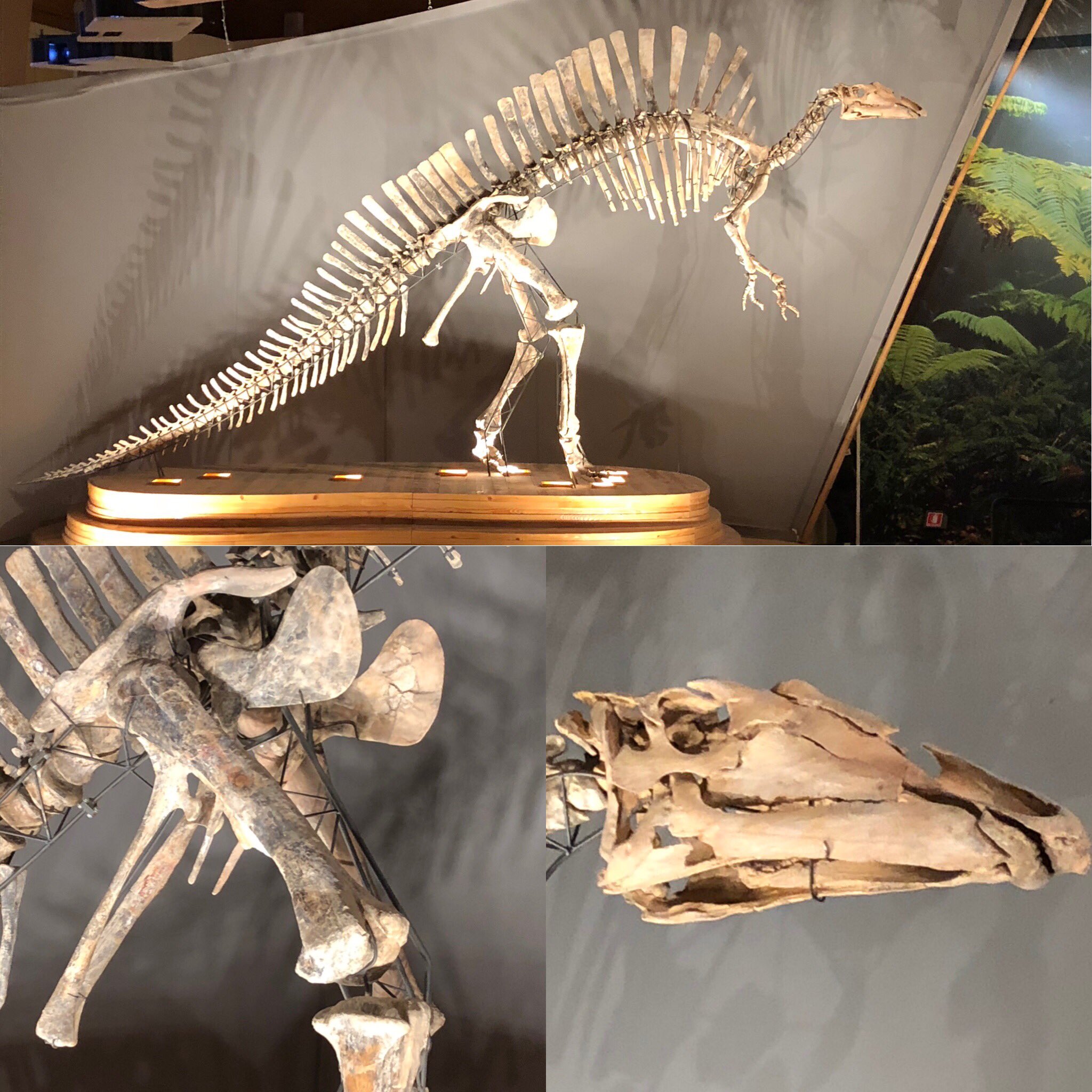 Ouranosaurus Skeleton