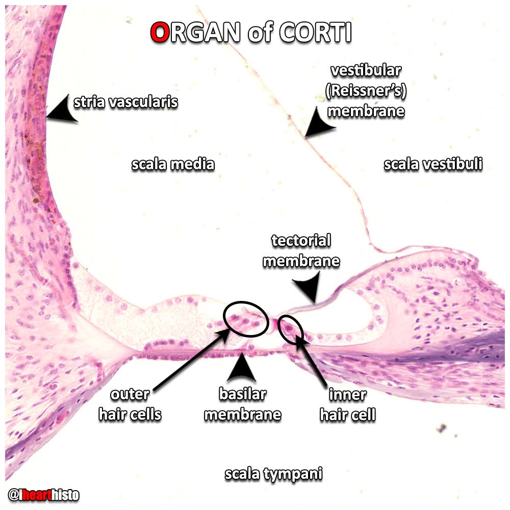 Organ Of Corti Histology