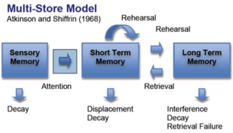 A Level Psychology on Twitter: "MEMORY: The Multi-Store Model (MSM) of memory. #alevelpsychology ...
