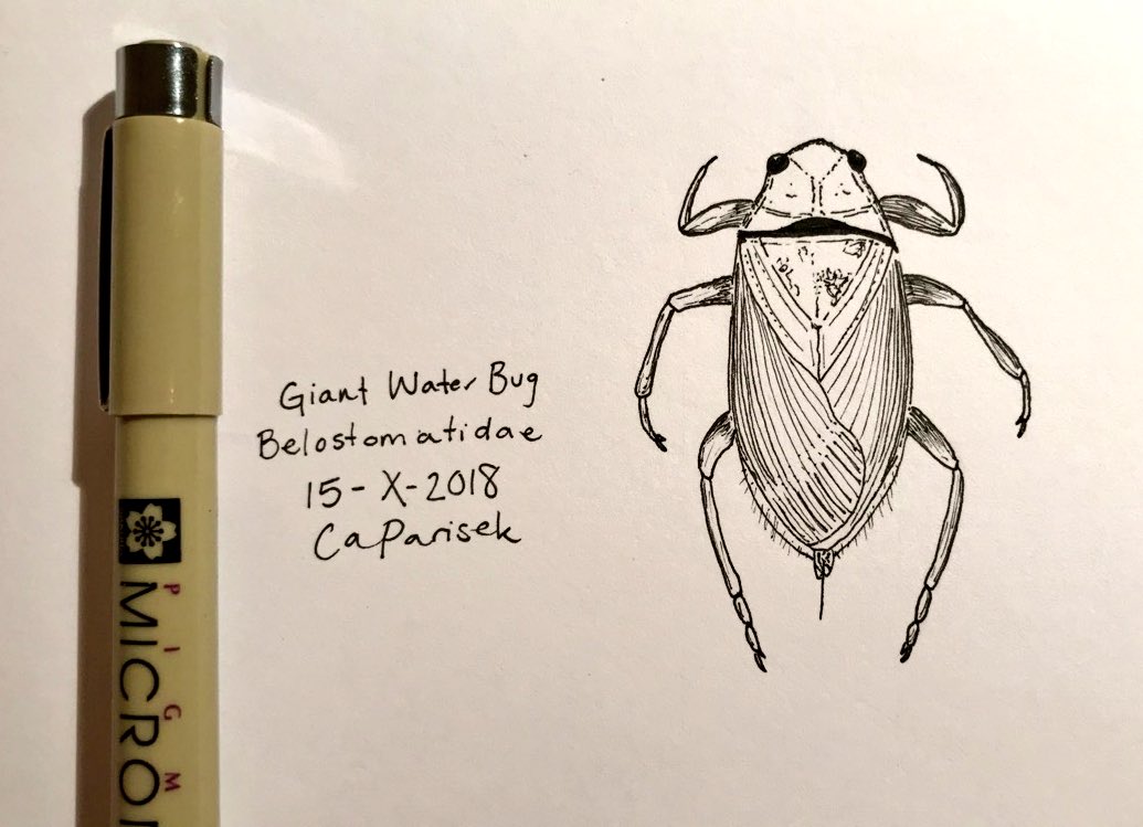 Belostomatidae Giant Water Bugs