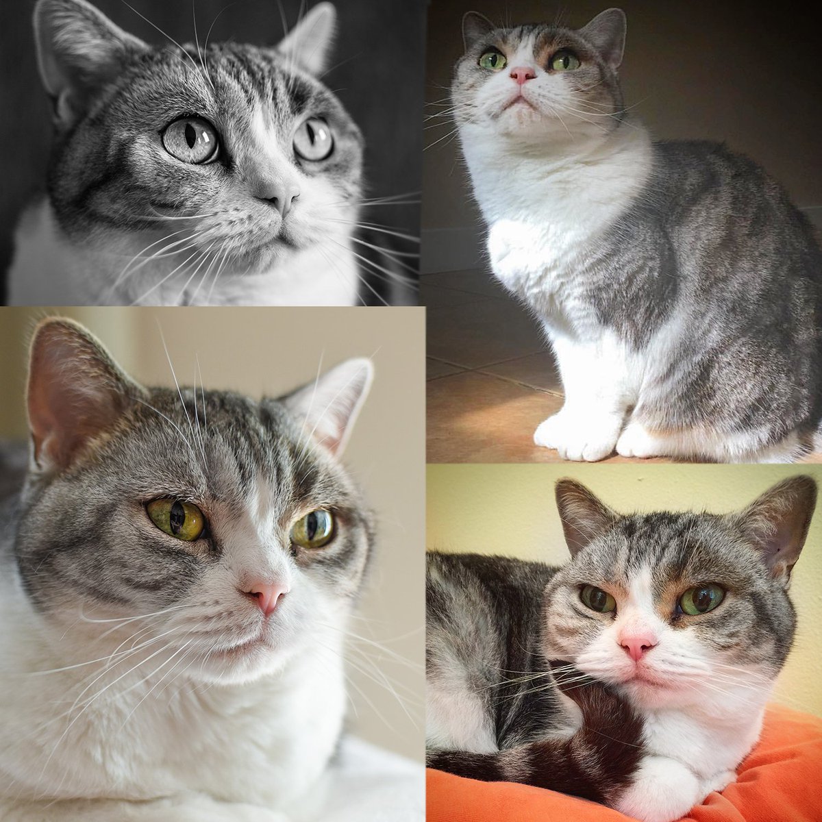 Minecraft Cat Contest finalists revealed; Vote now on Twitter! : r ...