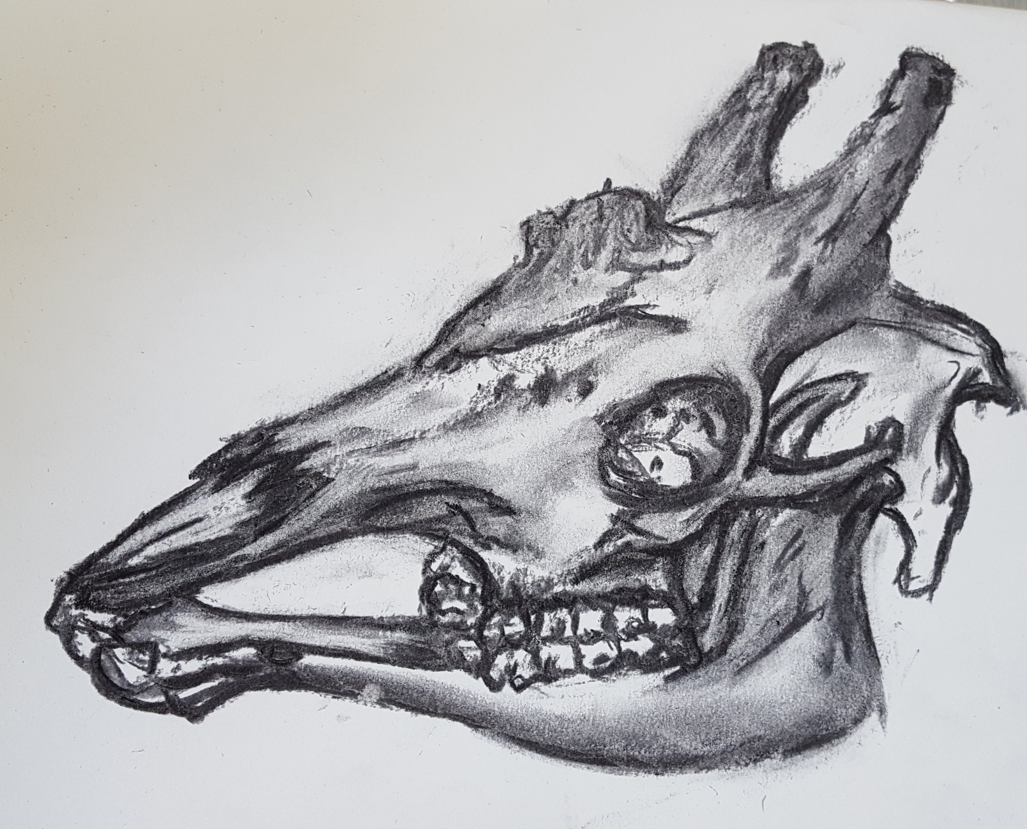 Scary Giraffe Drawing