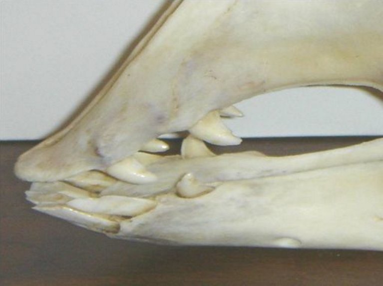 Alpaca Fighting Teeth