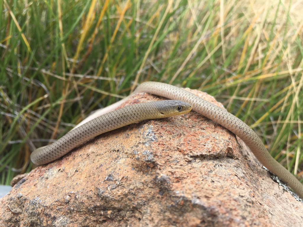 Snake With Vestigial Legs