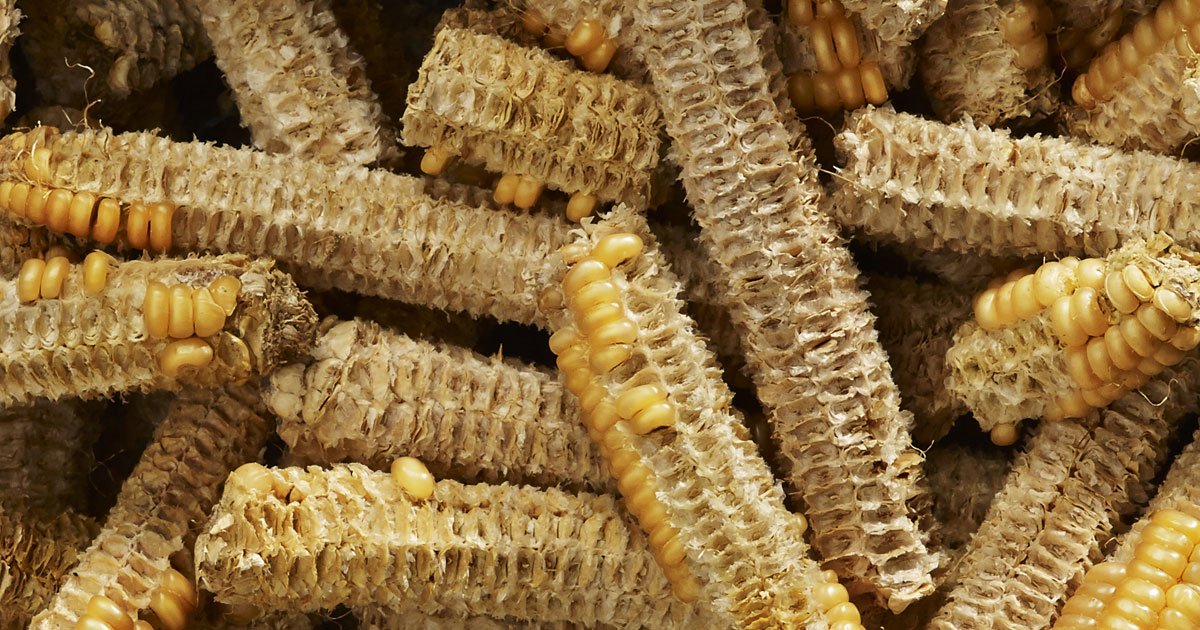 44 best Twitter u/tweetsauce images on Pholder | corn bones