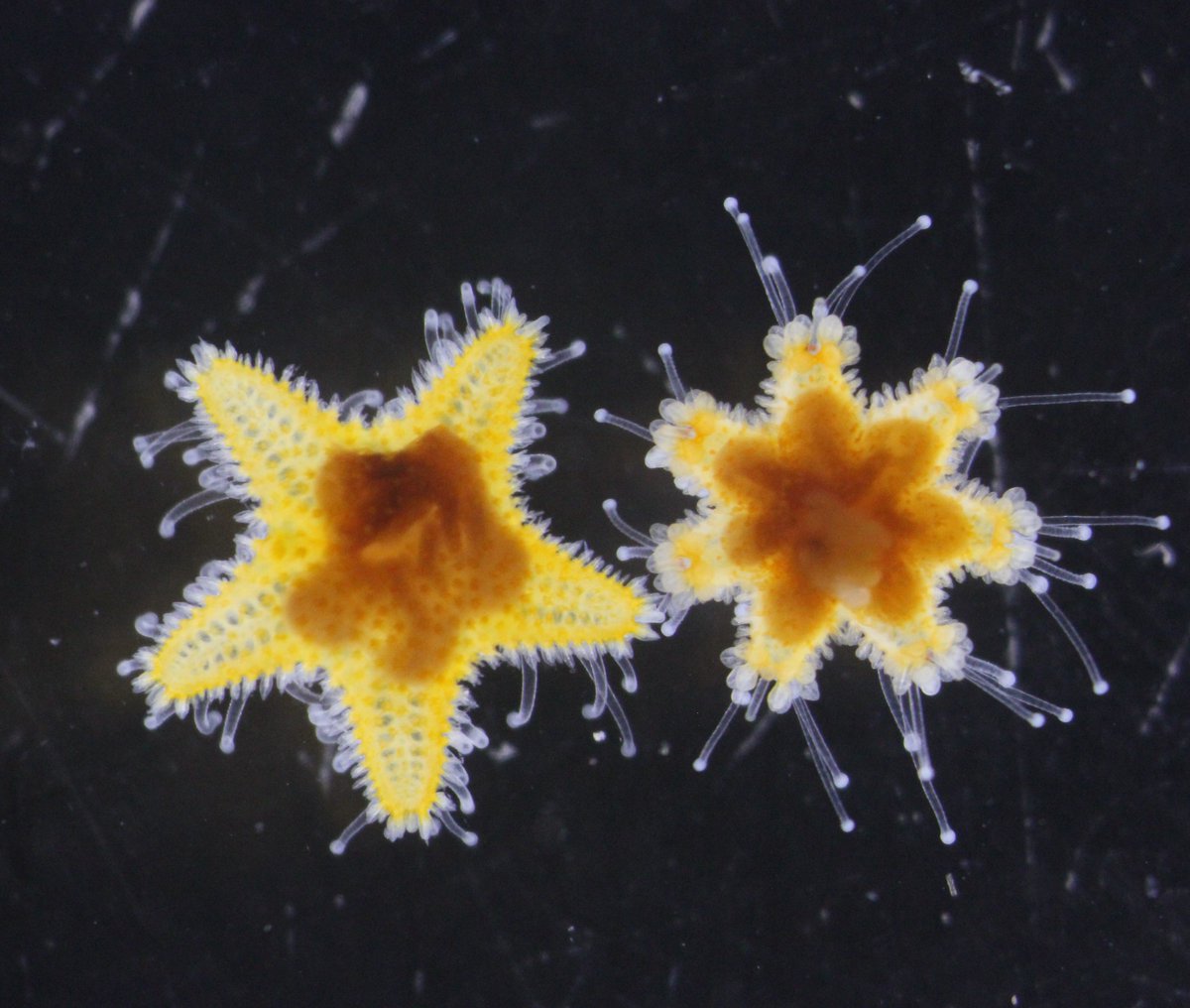 Starfish Larvae