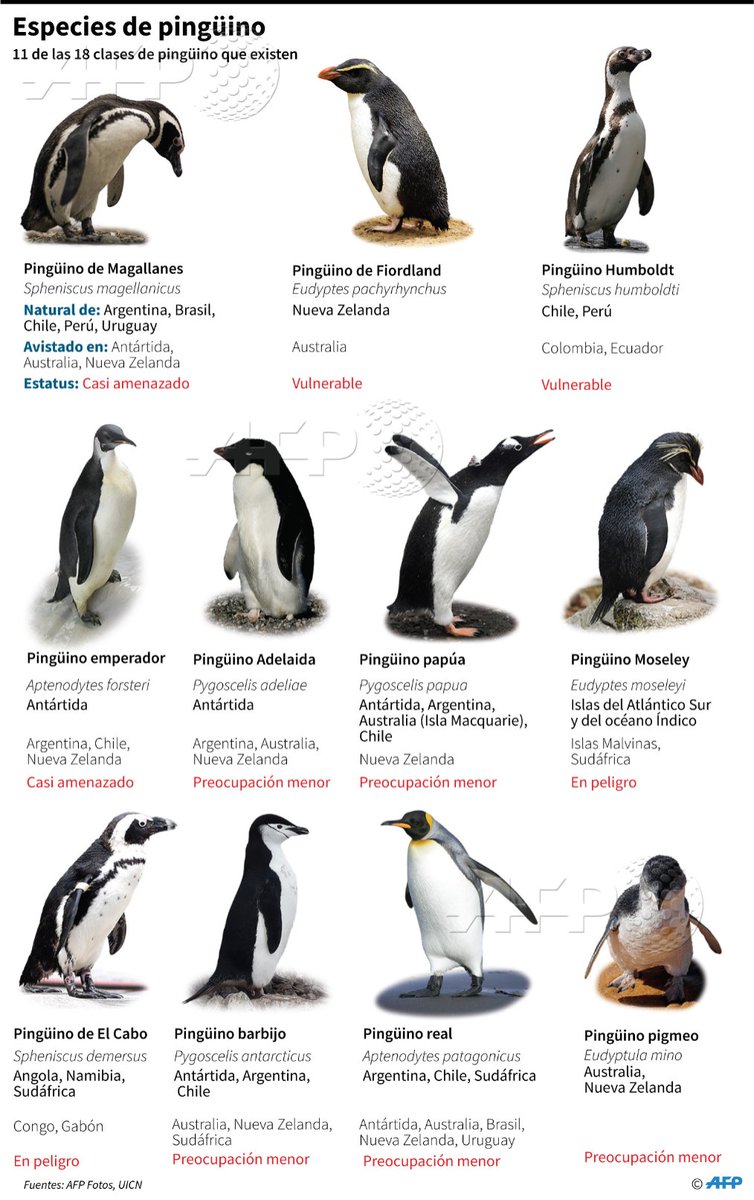 ? INFOGRAFÍA Características de 11 de las 18 especies de pingüinos en ...