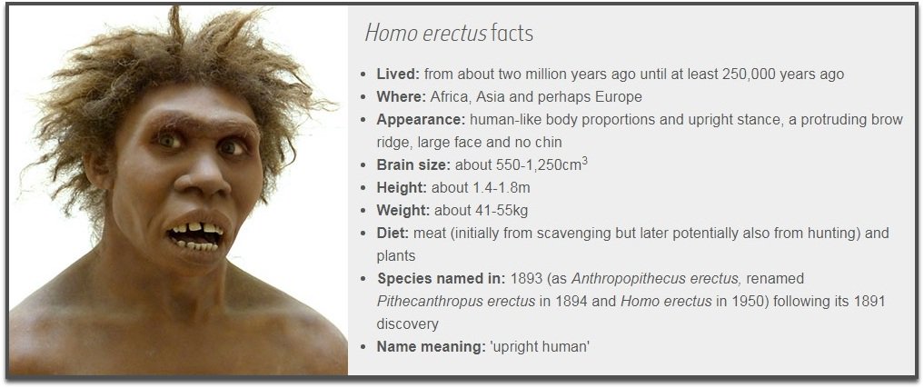 Pithecanthropus Erectus Species