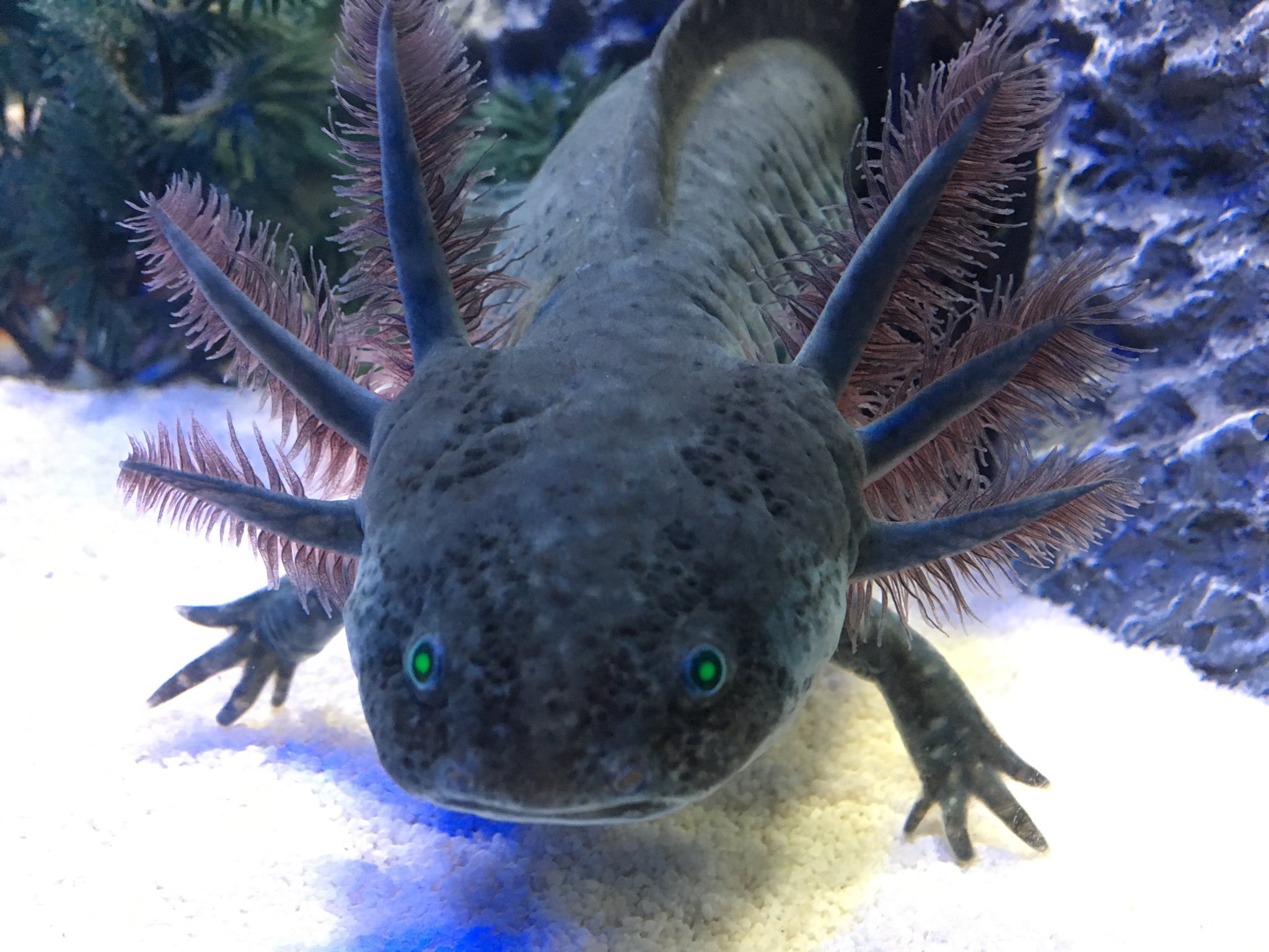 Gfp Melanoid Axolotl