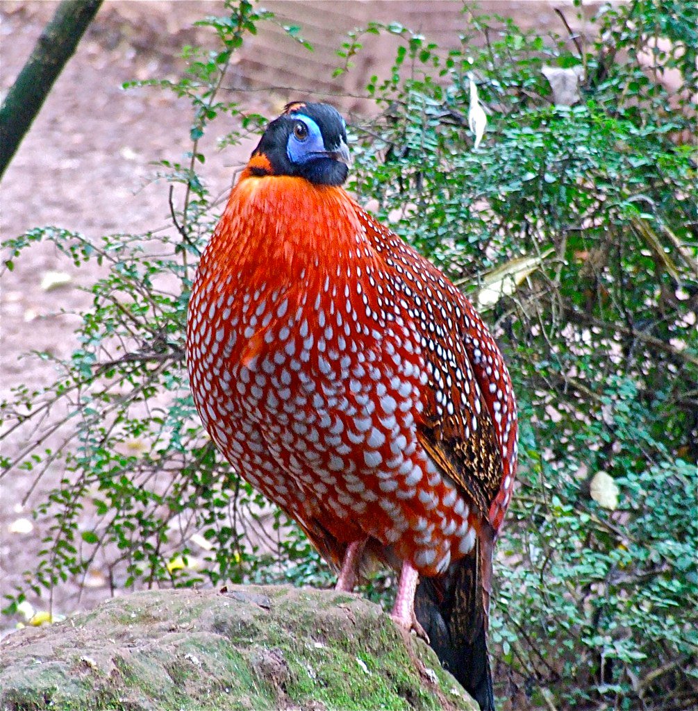Crimson Horned Pheasant