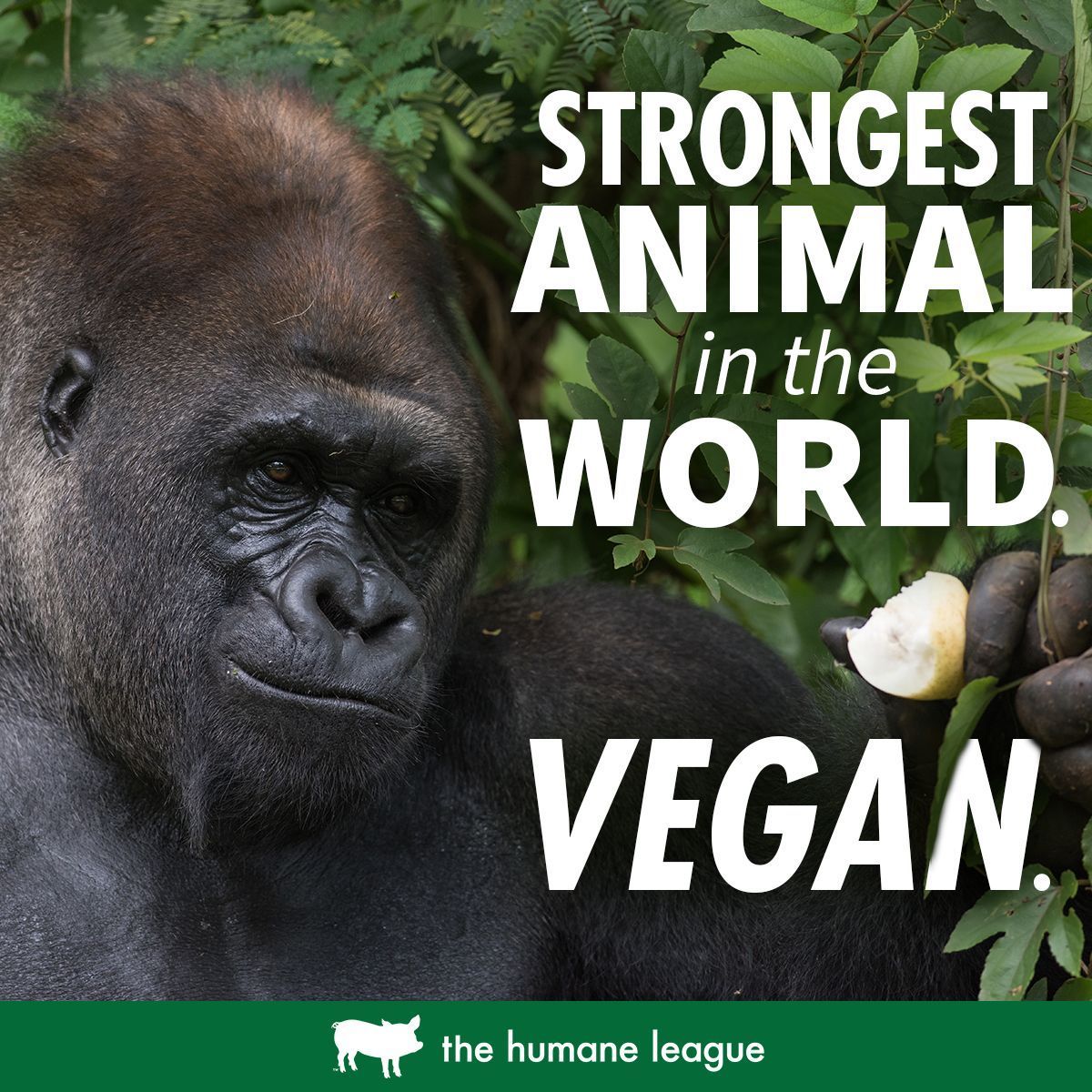 Strongest Animal In The World