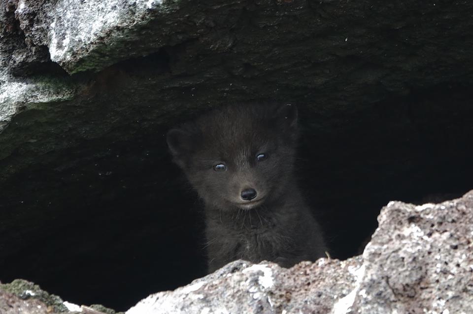 Black Baby Fox Cubs