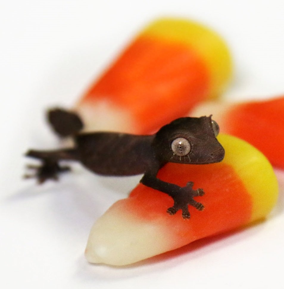 Red Satanic Leaf Tailed Gecko