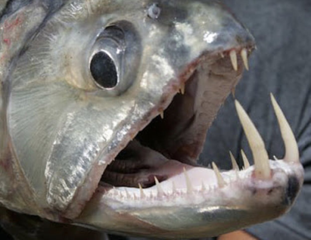 Vampire Piranha 40" Payara Hand Carved Sculpted Replica Mount Wall Art