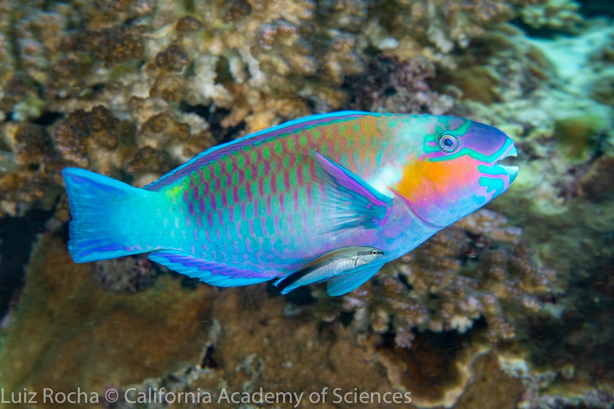 Bullethead Parrotfish