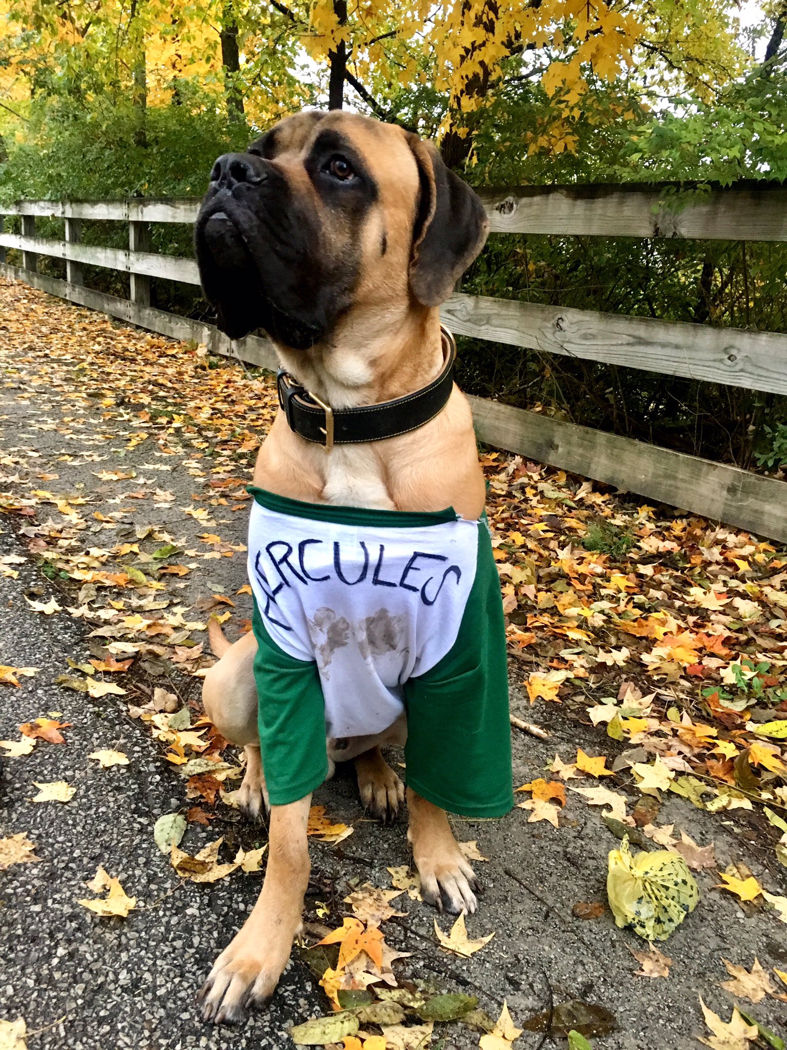 Hercules The Dog In Sandlot