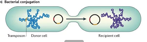 Bacterial Conjugation Sem