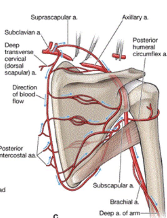 Thoracodorsal Artery
