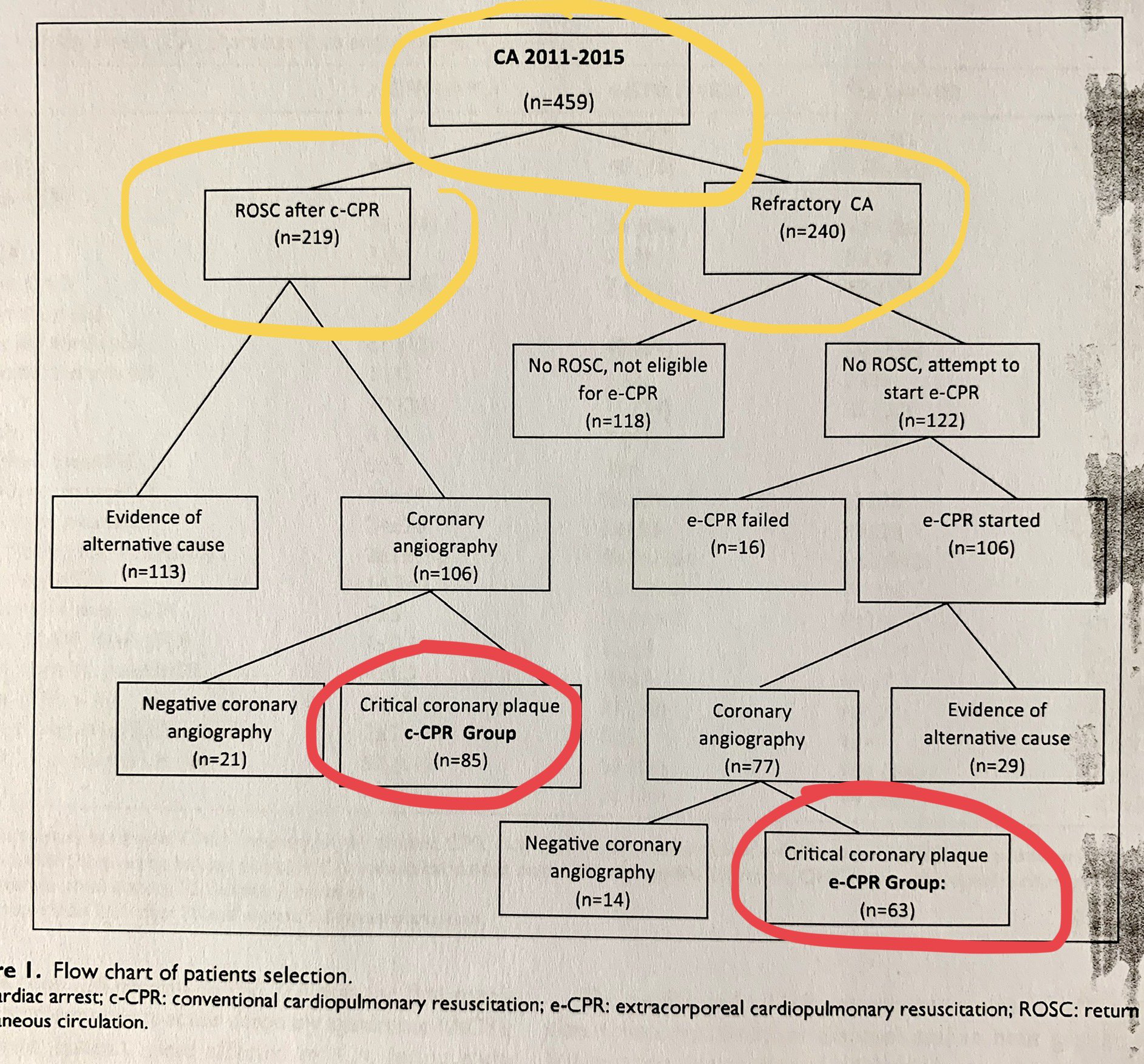 Coronary Circulation Flow Chart