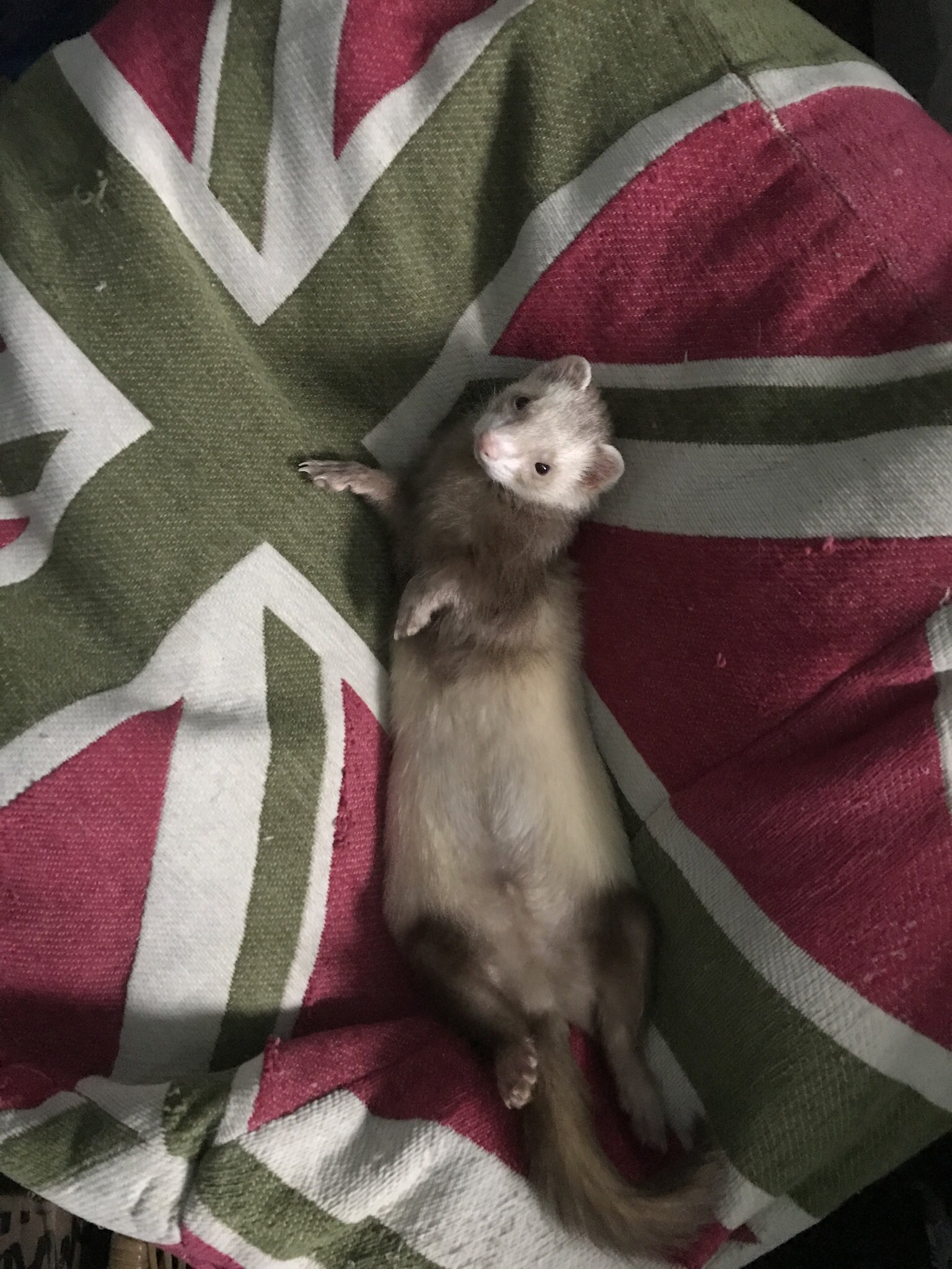 Champagne Ferrets