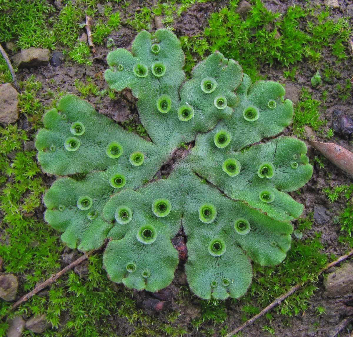 Marchantia Thallus Gemmae Cup