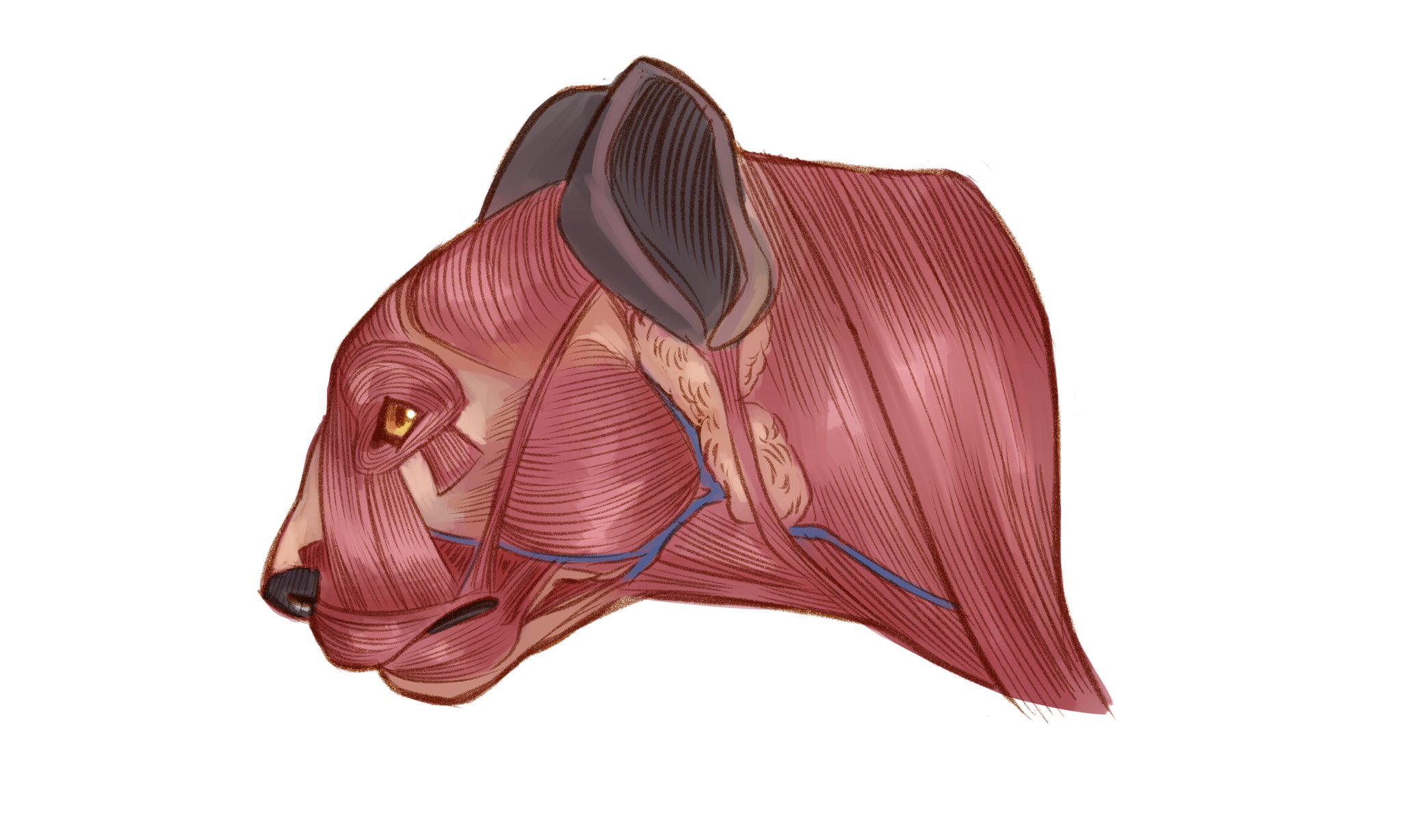 Muscular Mountain Lion