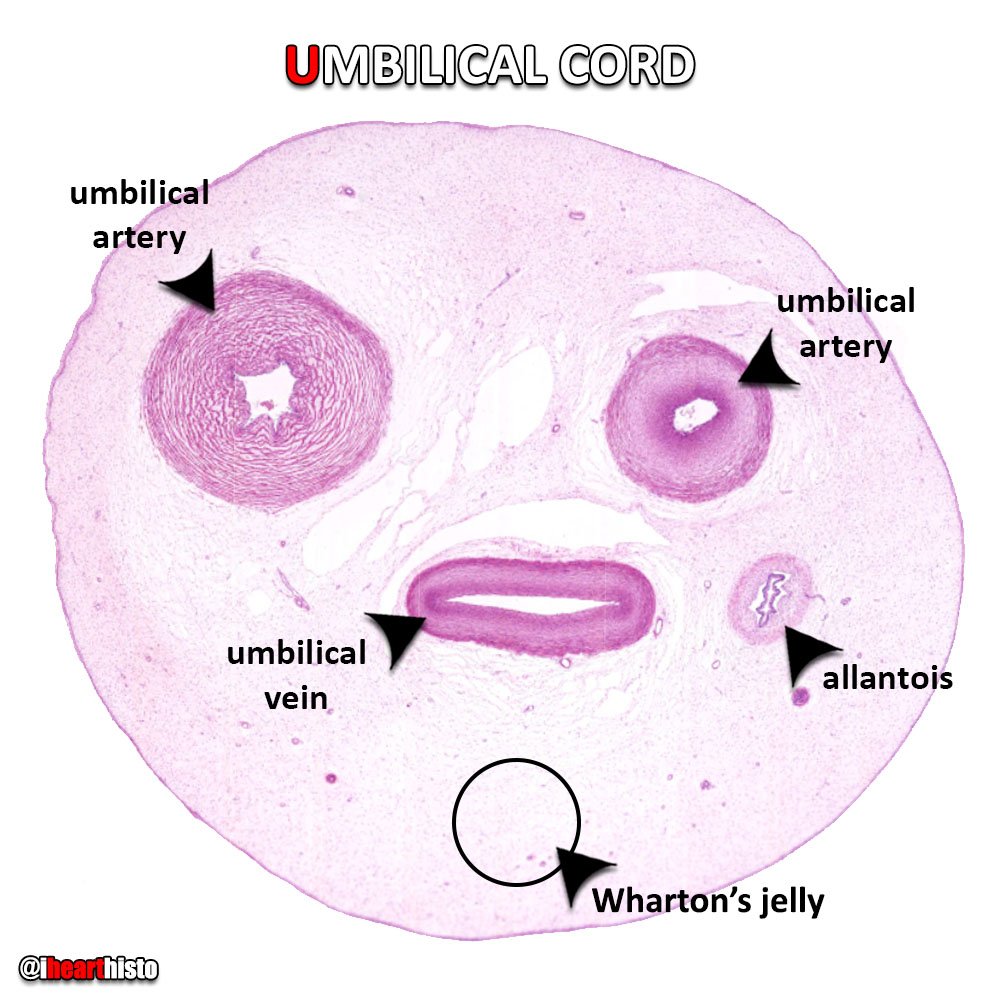 Umbilical Cord Histology