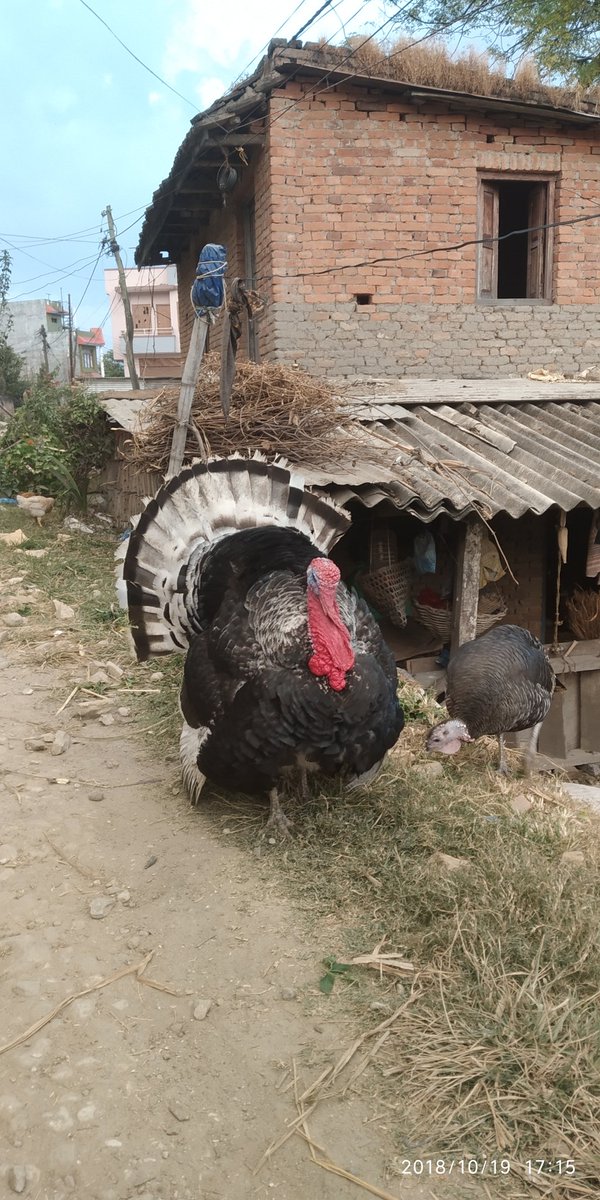 Bigyan Luitel (@AnamolBigyan) | Twitter