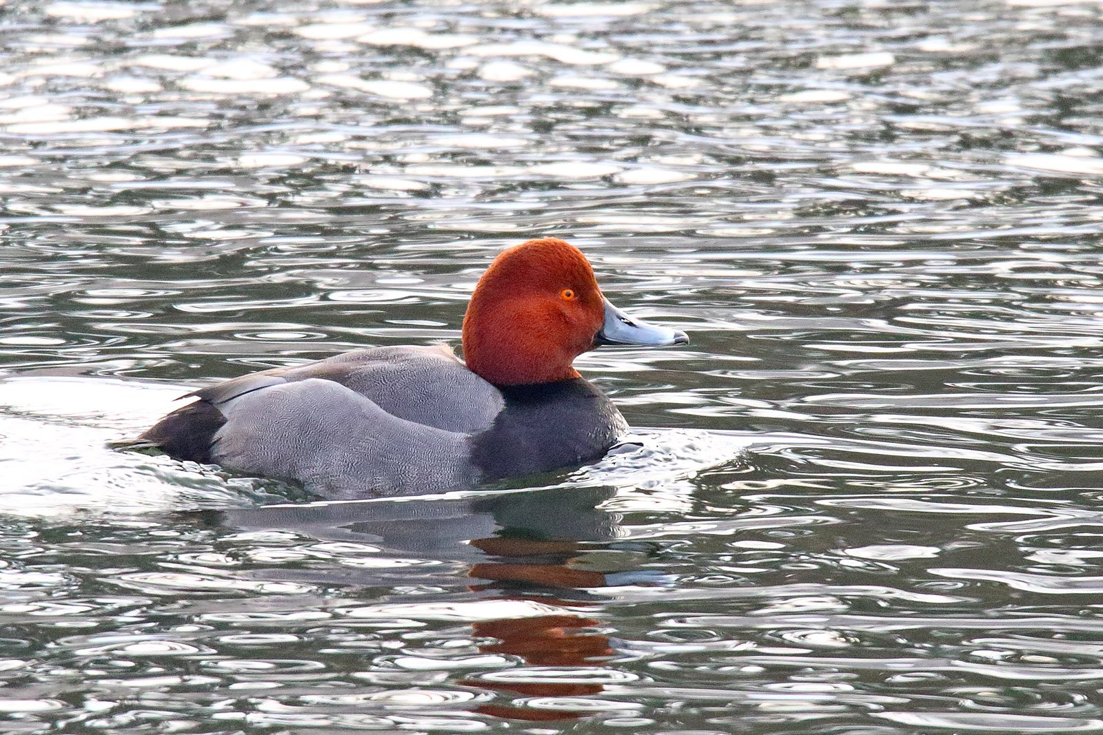 Redhead Duck Flying