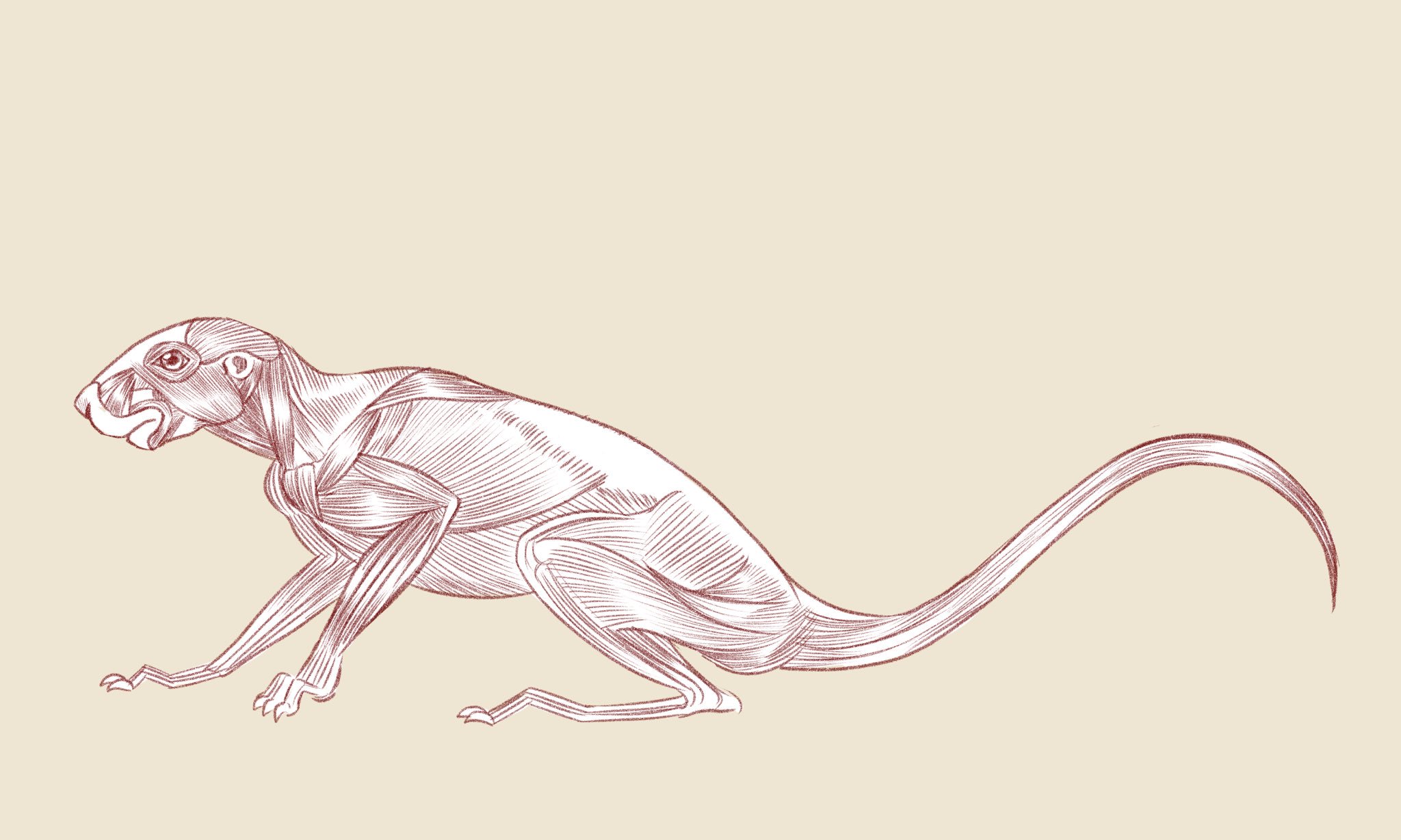 Kangaroo Muscle Structure