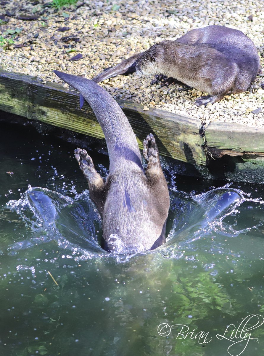 River Otter Diving