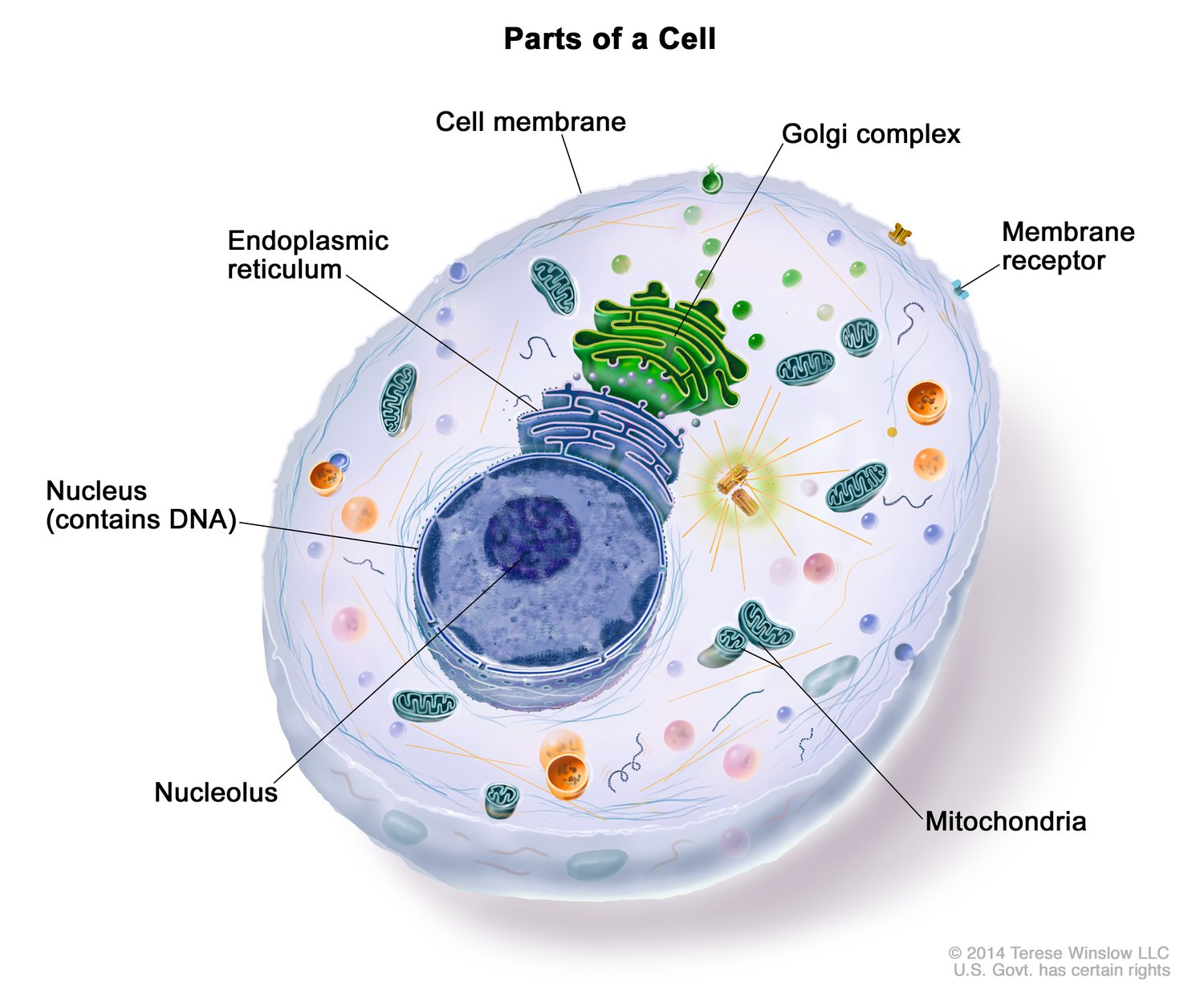Cancer Cell Diagram
