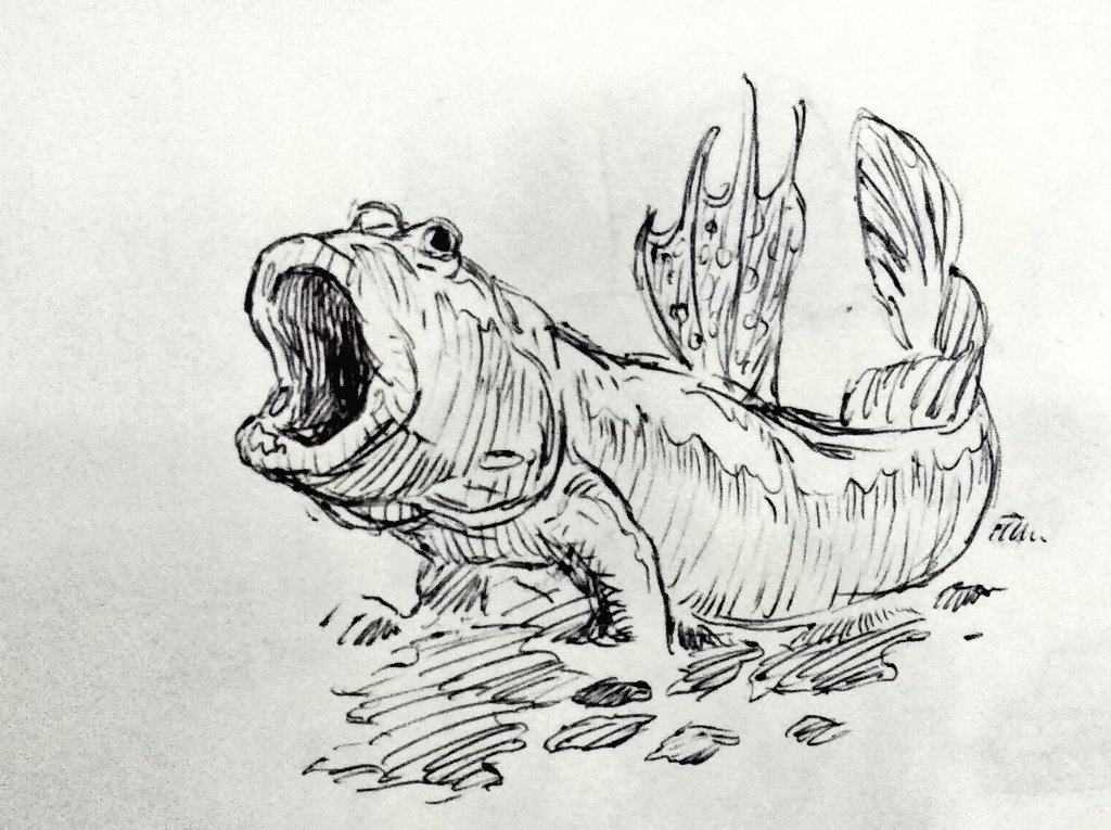 Mudskipper Fish Drawing
