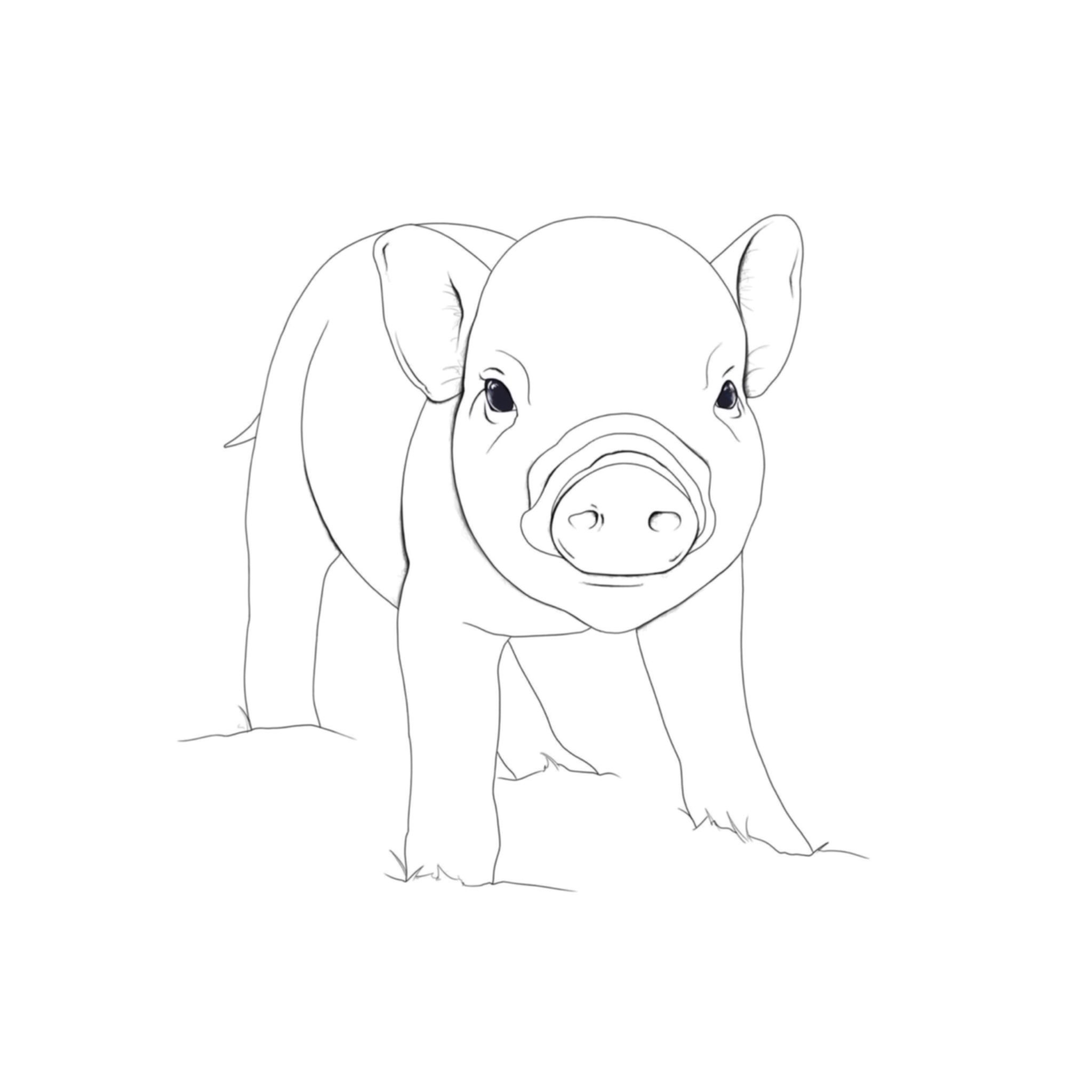 How To Draw A Realistic Pig Step By Step