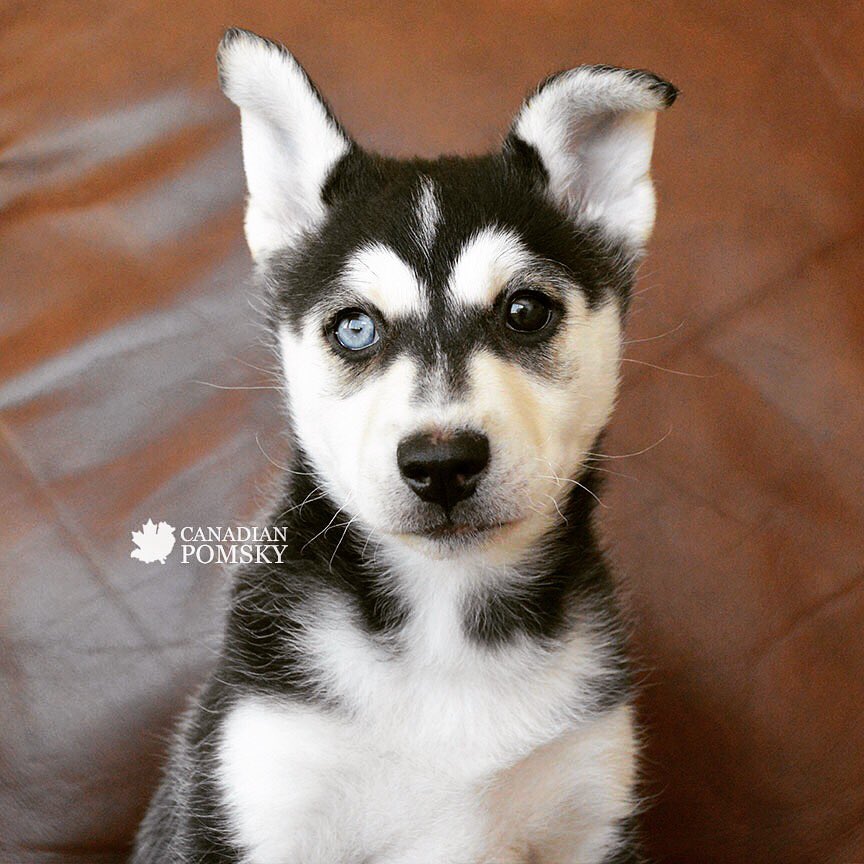 What Is An F1 Pomsky