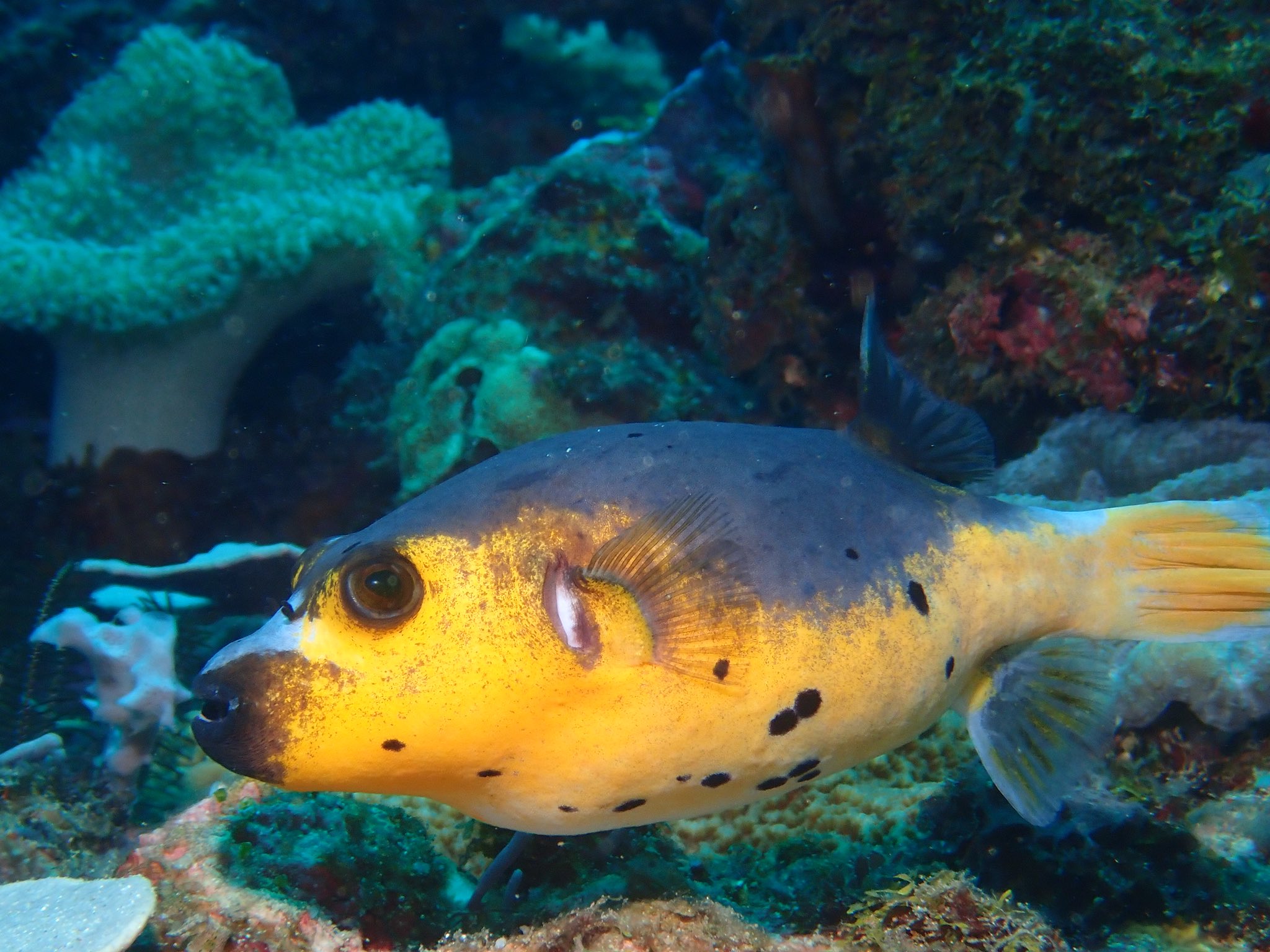 Dogfish Puffer Nature In Stock