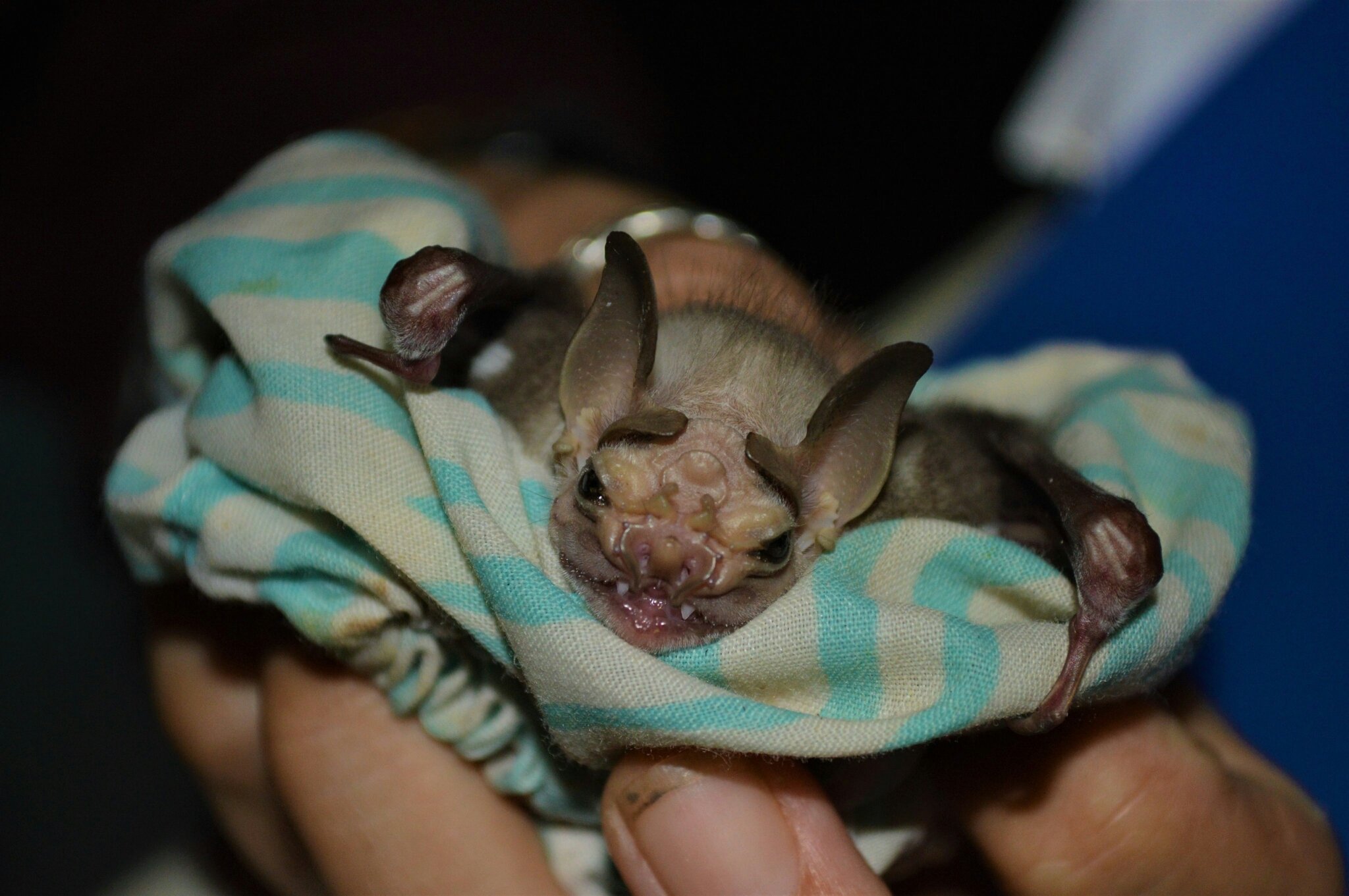 Wrinkled Face Bat