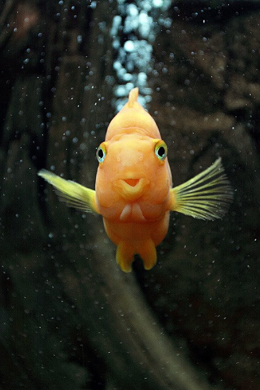 Happy Fish Face