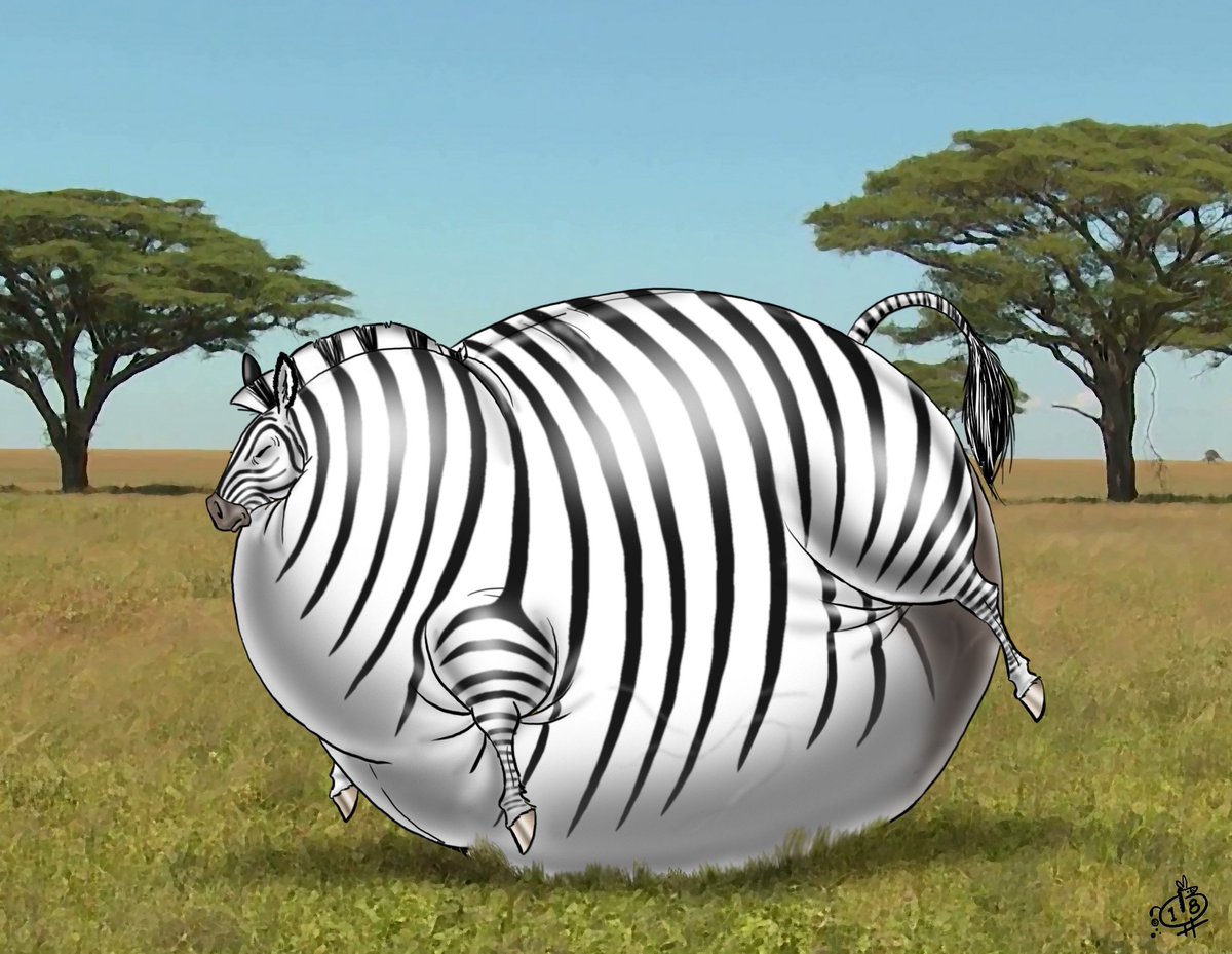 Obese Zebra