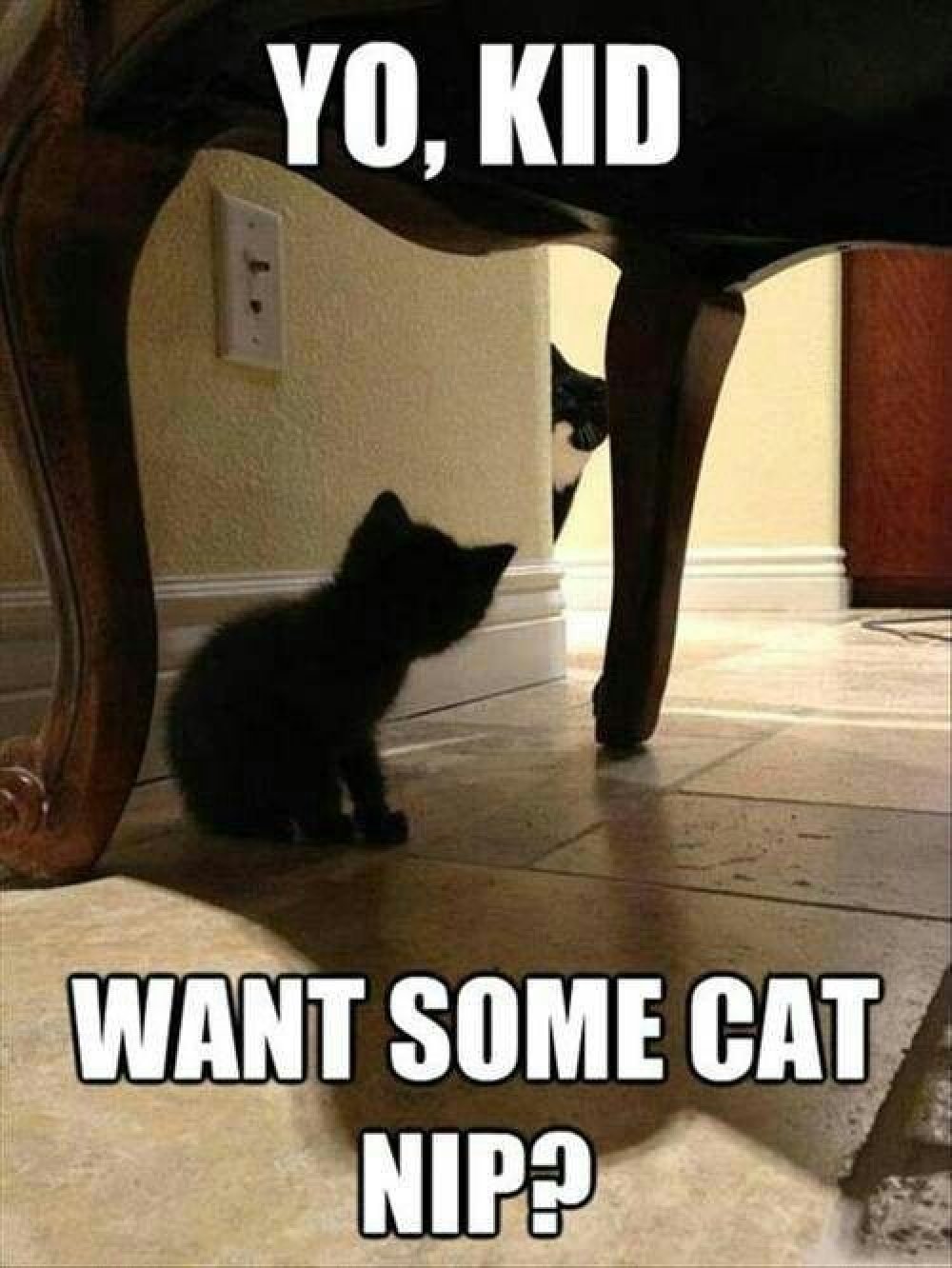 Funny Cat Memes For Kids