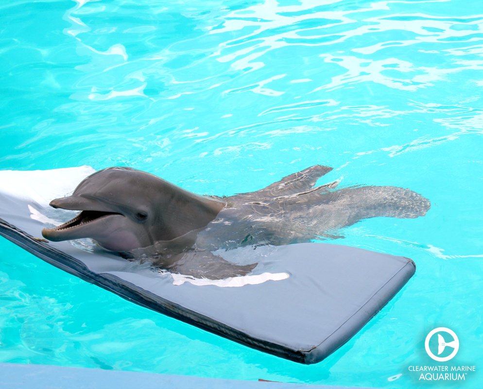 Winter The Dolphin As A Baby