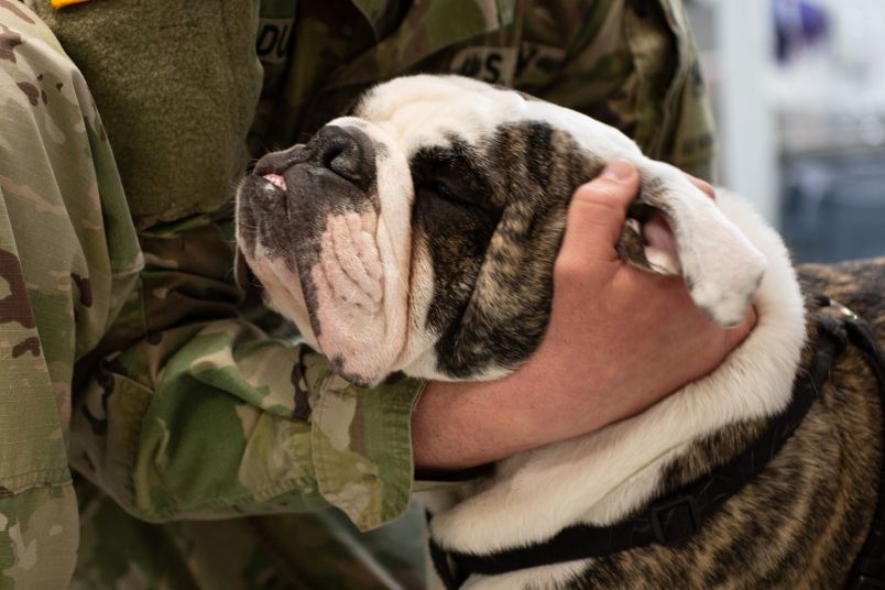 Pfc. Tank Chester, mascot for the Bulldog brigade, gets a hug before ...