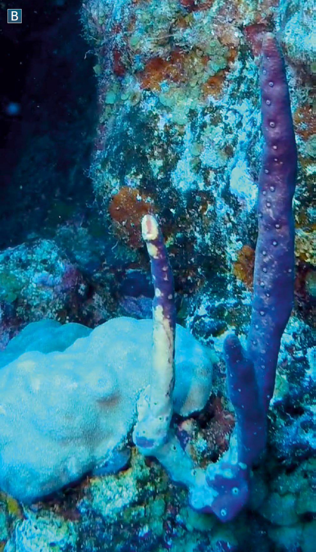 Row Pore Rope Sponge