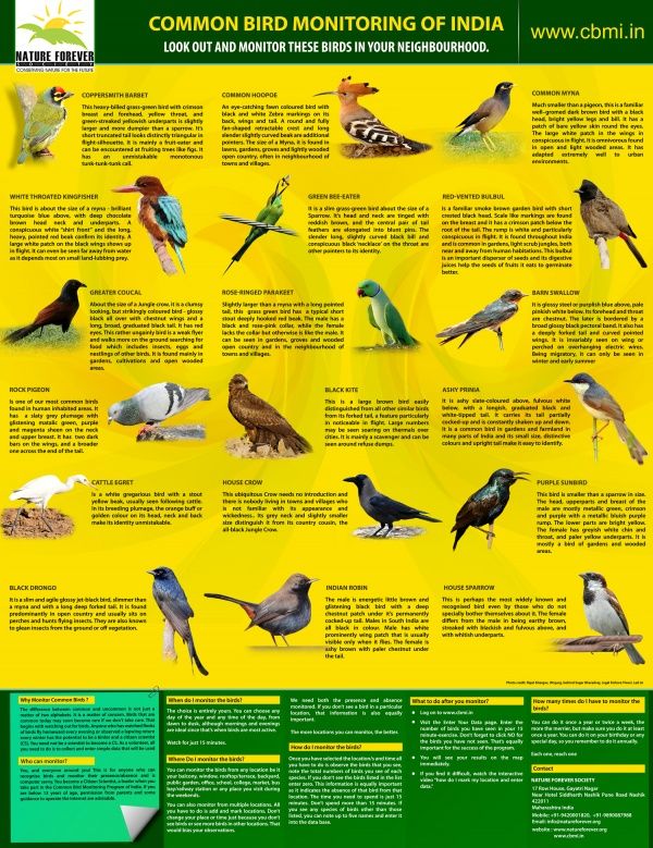 Indian Birds Chart