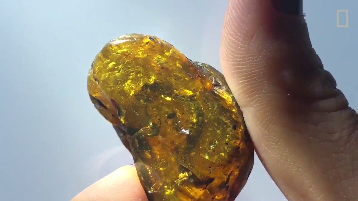 This 99-million-year-old snake is the first of its kind National ...