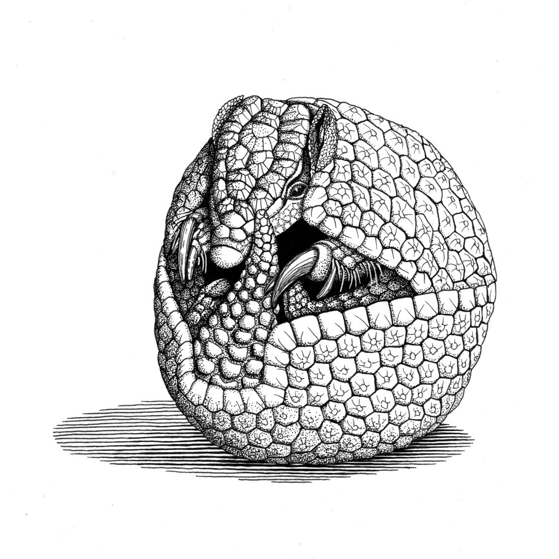 Armadillo Ball Drawing