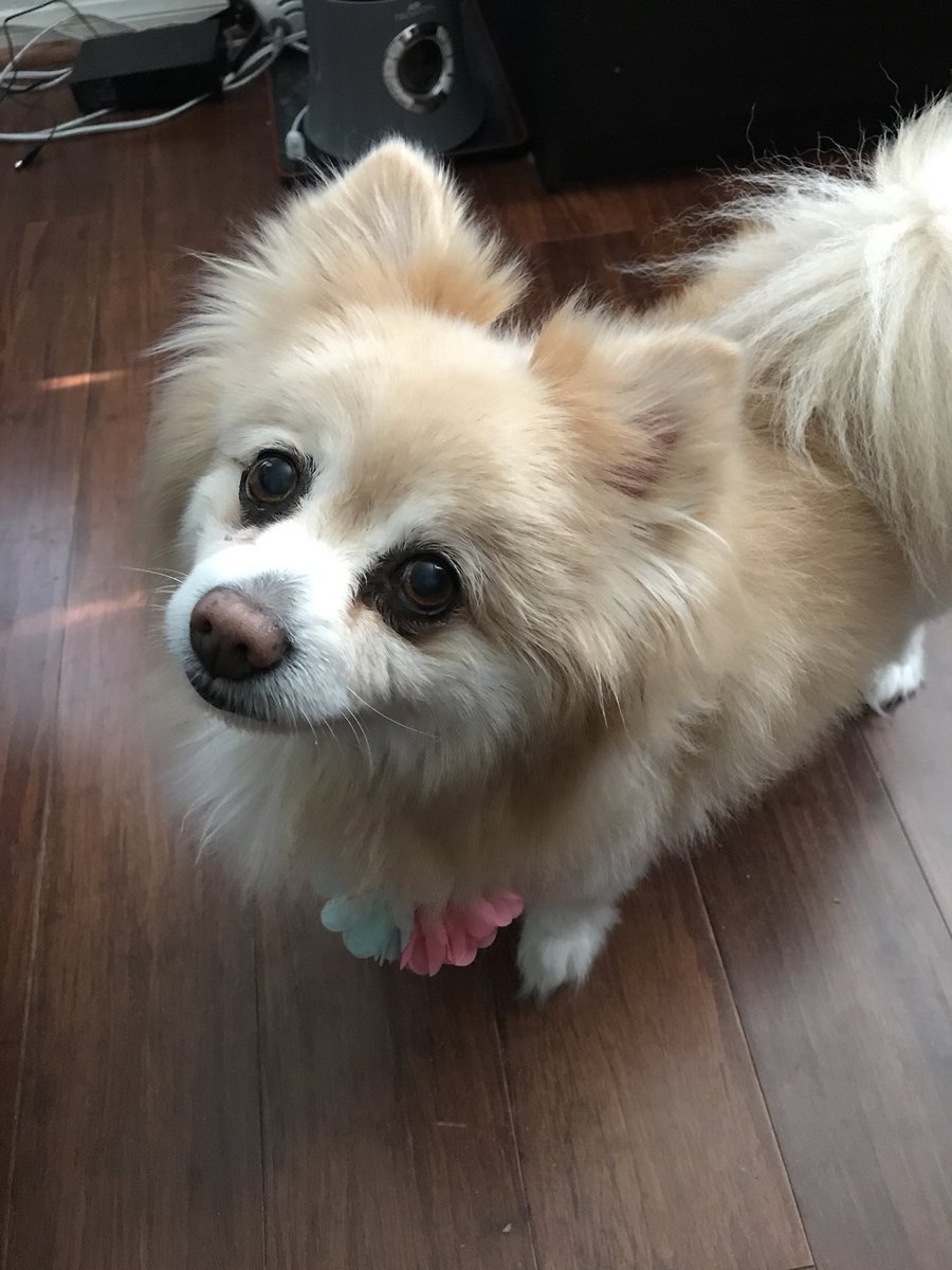 Sakura : r/KubzScouts