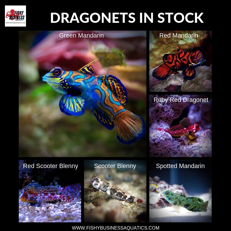 Ruby Red Scooter Blenny