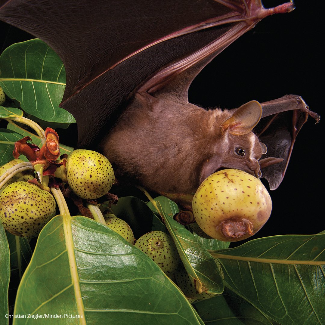 Fruit Bat Eating