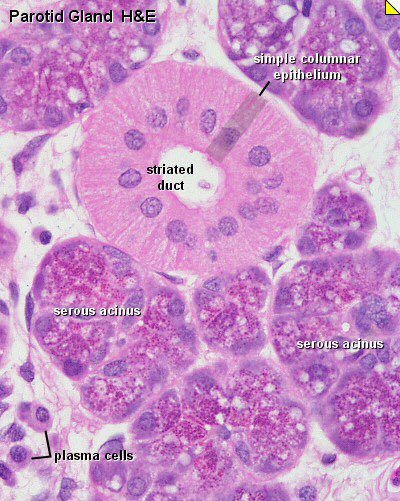 Salivary Gland Duct Histology